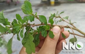 Rau dền là rau gì? Thời vụ trồng và đặc điểm cây rau dền
