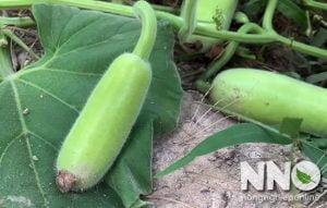 Giá trị dinh dưỡng của quả bầu - Gourd nutrition